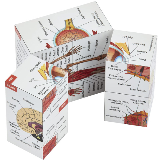 Folding cube ,Study Cube,Anatomy Model Cube