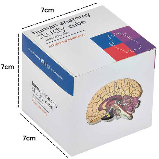 Folding cube ,Study Cube,Anatomy Model Cube